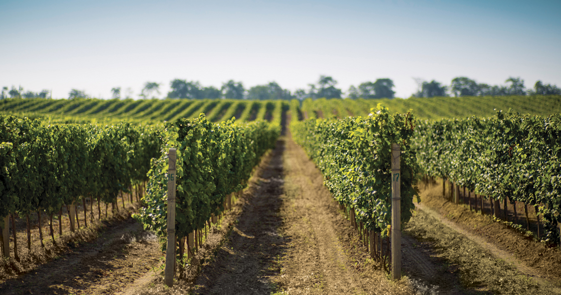 Історія унікальної котельні: як у SHABO екологічно вирішили проблему з ...