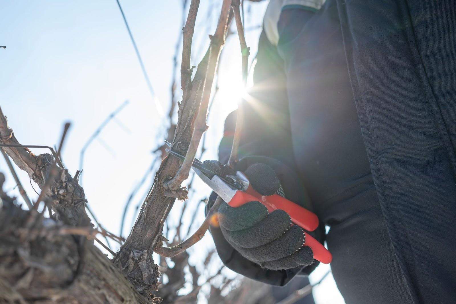 Історія унікальної котельні: як у SHABO екологічно вирішили проблему з ...