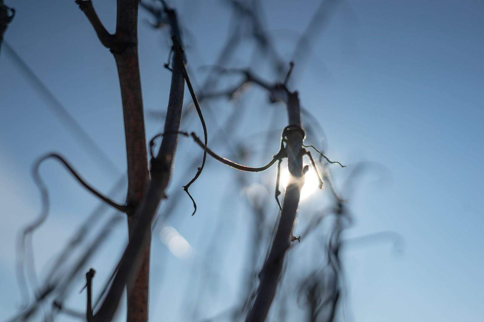 Історія унікальної котельні: як у SHABO екологічно вирішили проблему з ...